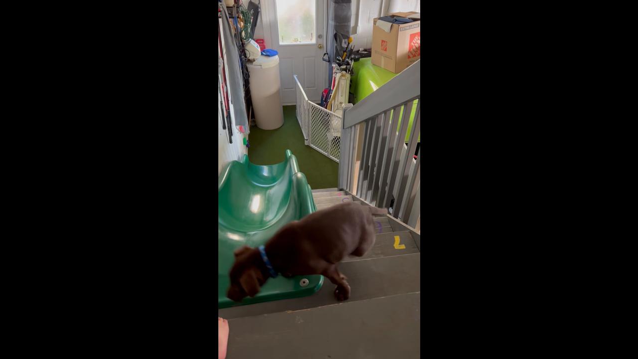 Boy Plays On Slide With Puppy Best Friend