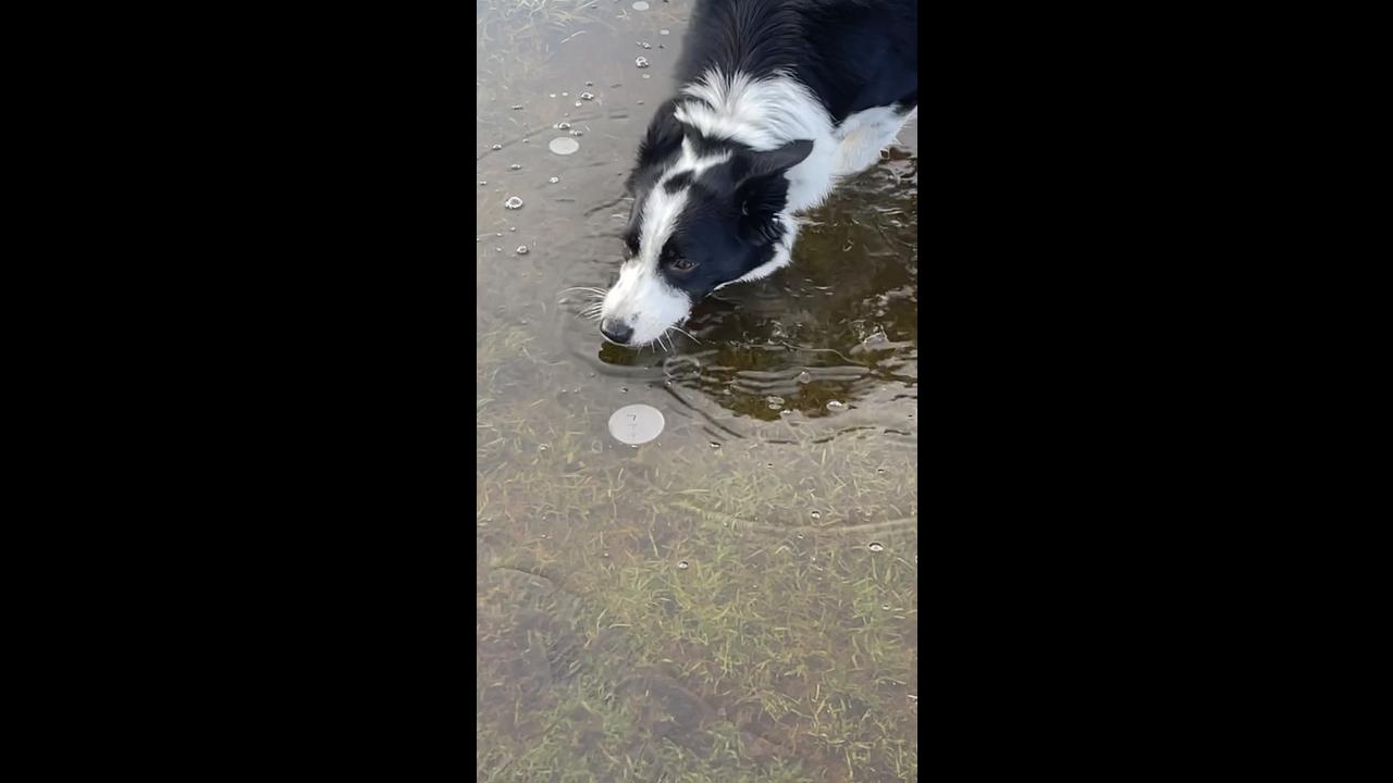 Border Collie Bites At Frozen Pond