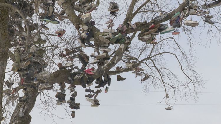 Ionia Co. road officials: Removal of 'Shoe Tree' necessary to complete ...