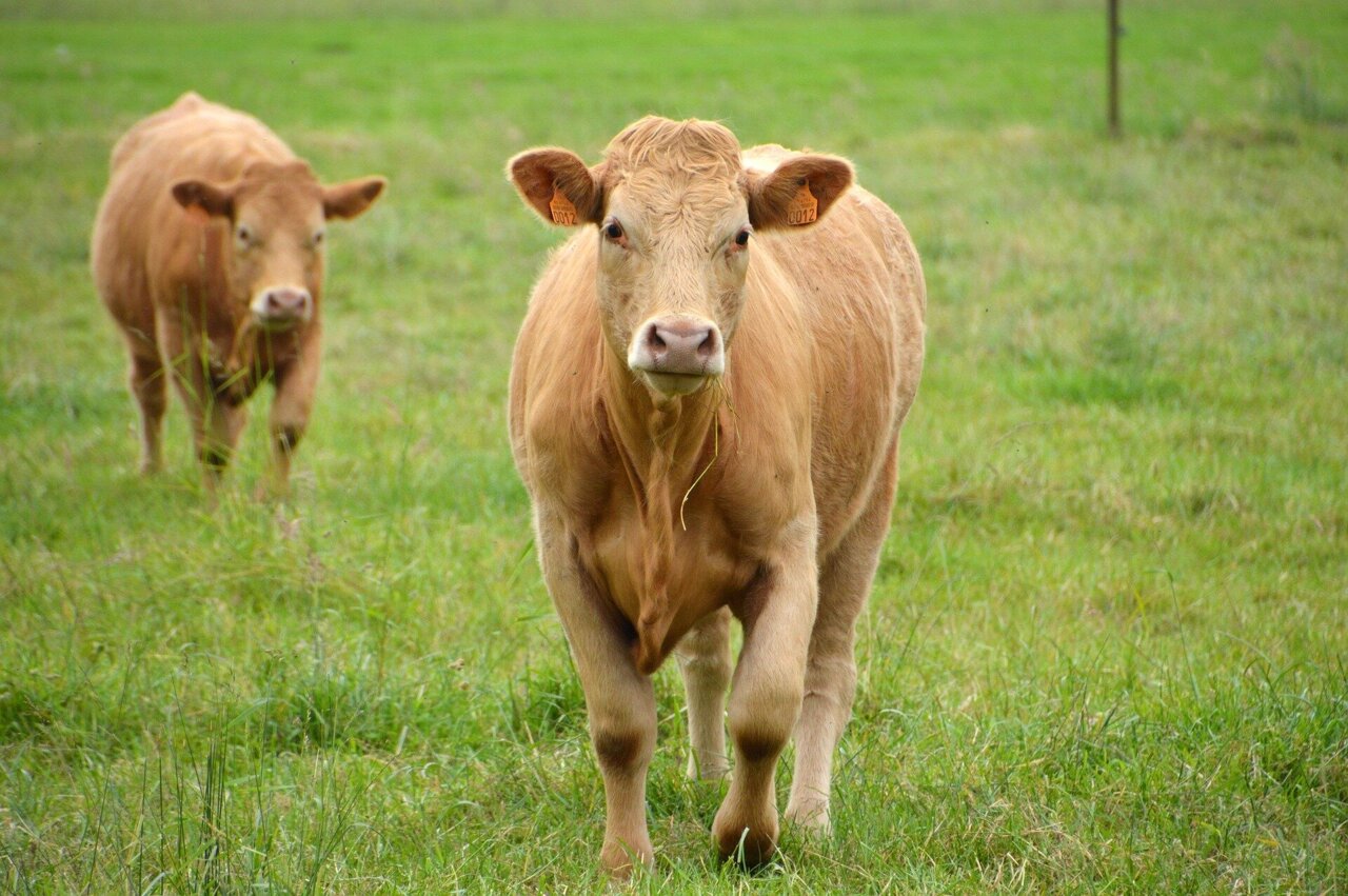 Simple treatment may reduce inflammation and its side effects in ...