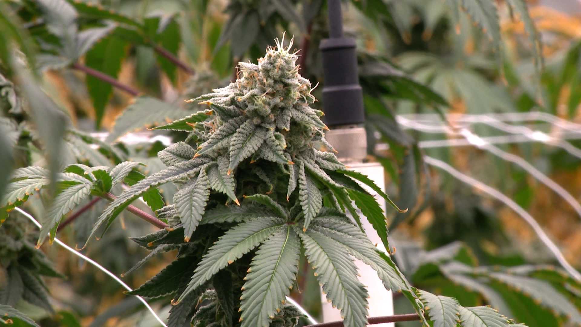 WATCH: See inside the facility that produces up to 90% of Iowa's ...