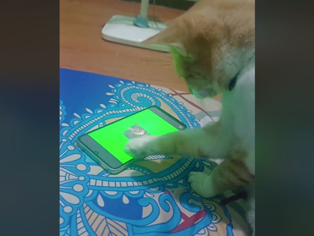 ‘Cat brainrot’: Video enloquece a gatos y se viraliza en TikTok