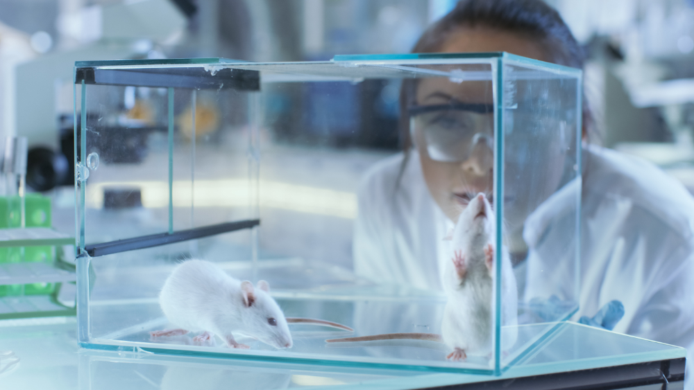 New study explores how a nutrient mix affects autism-related behaviors ...