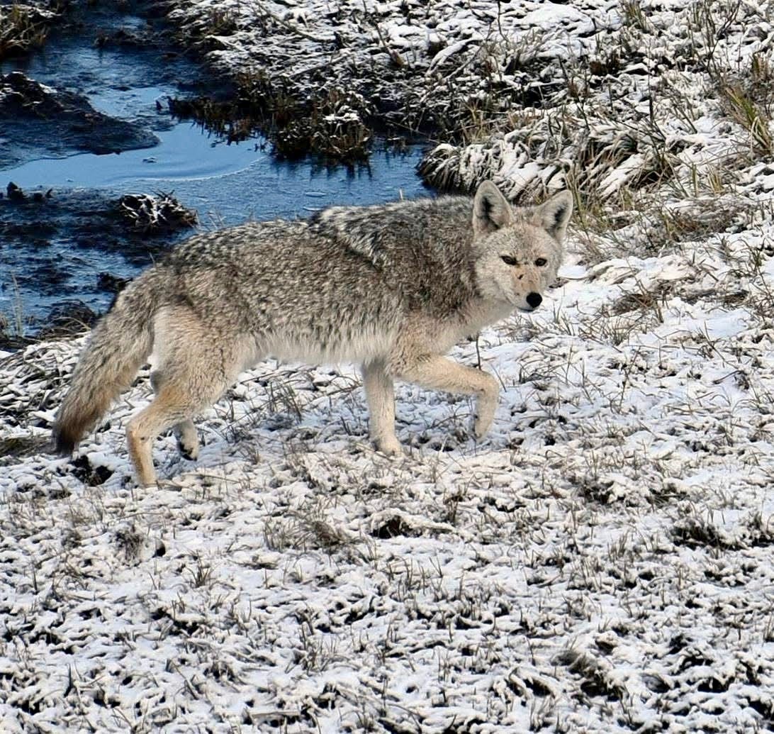 Should Wyoming still permit 'whacking' after man paraded wounded wolf ...