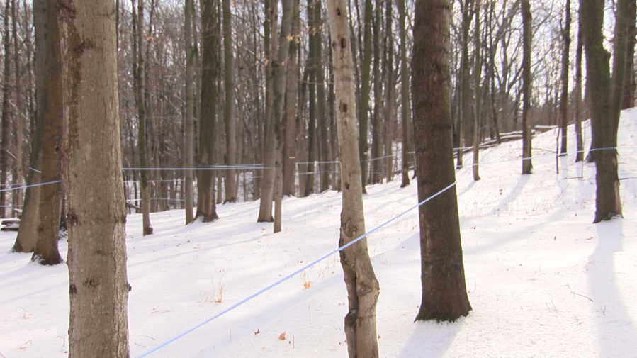 From tree to table: The sweet journey of maple syrup