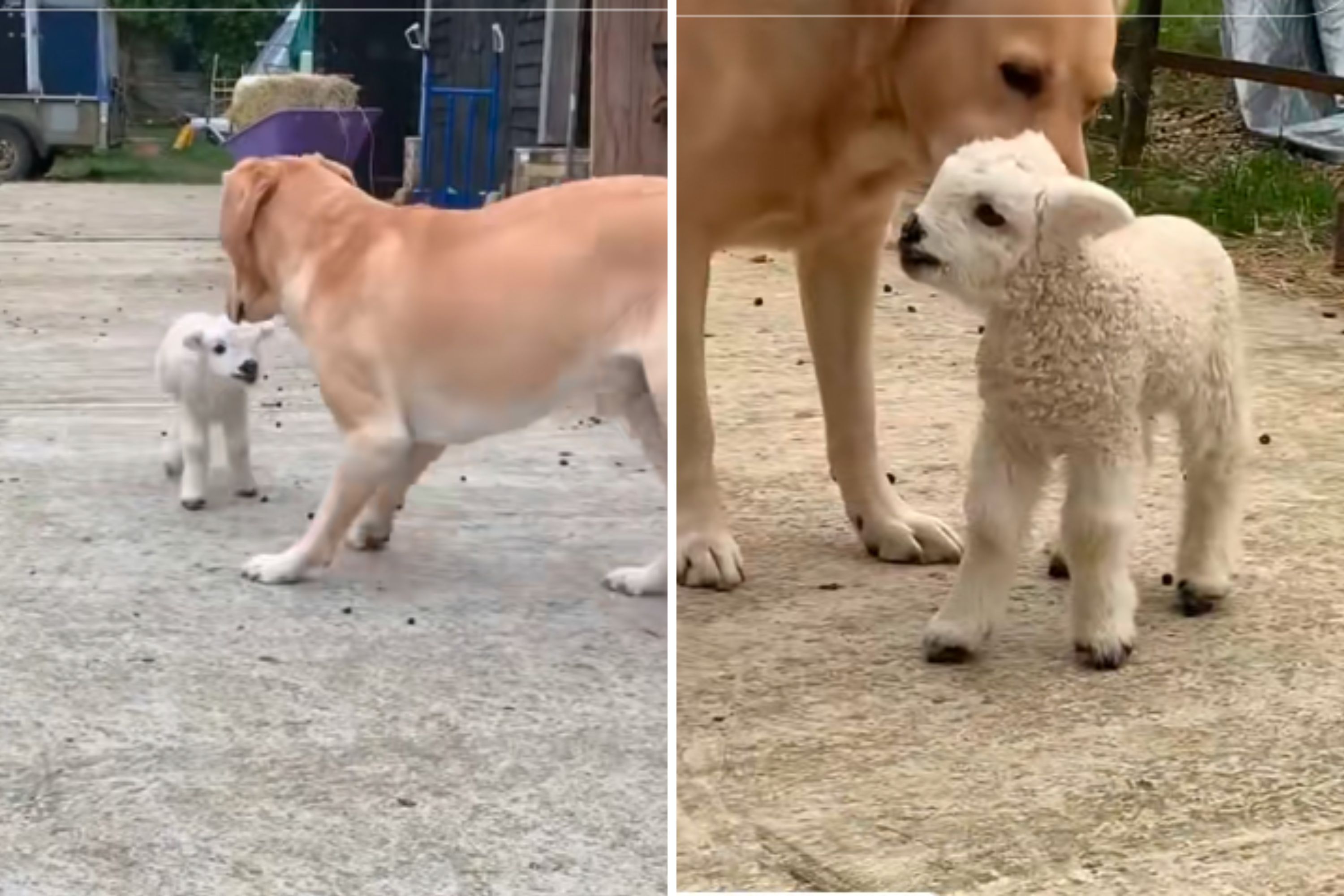 Orphaned Lamb Rejected by Other Sheep Gets Adopted by 'Gentle' Dog Instead