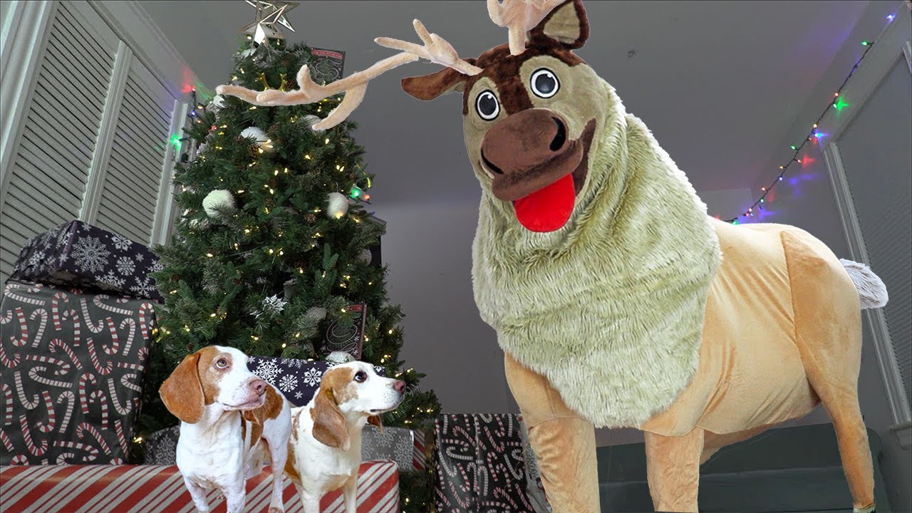 Hilarious Dogs Surprised by Giant Reindeer at Christmas