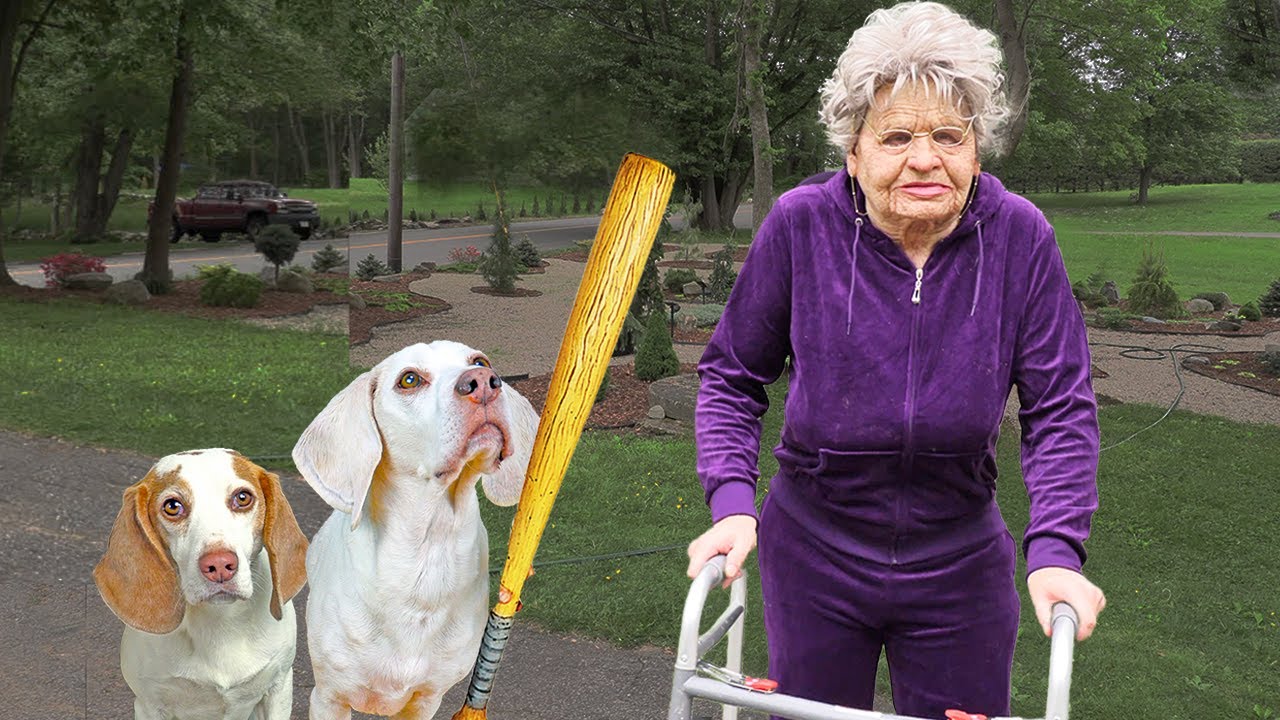 Cute dogs knock out people in hilarious compilation