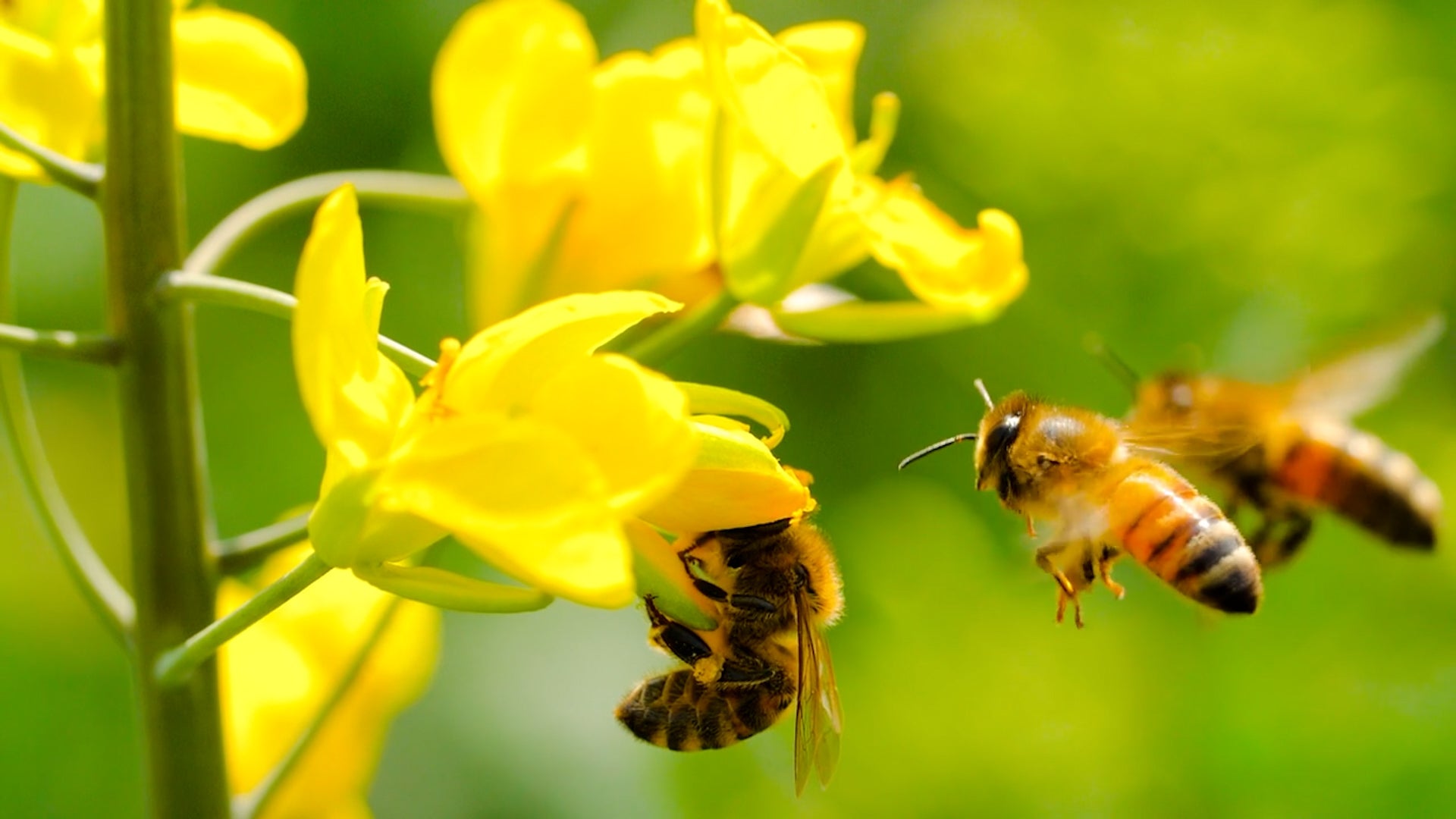 First Signs Of Spring: Bugs!