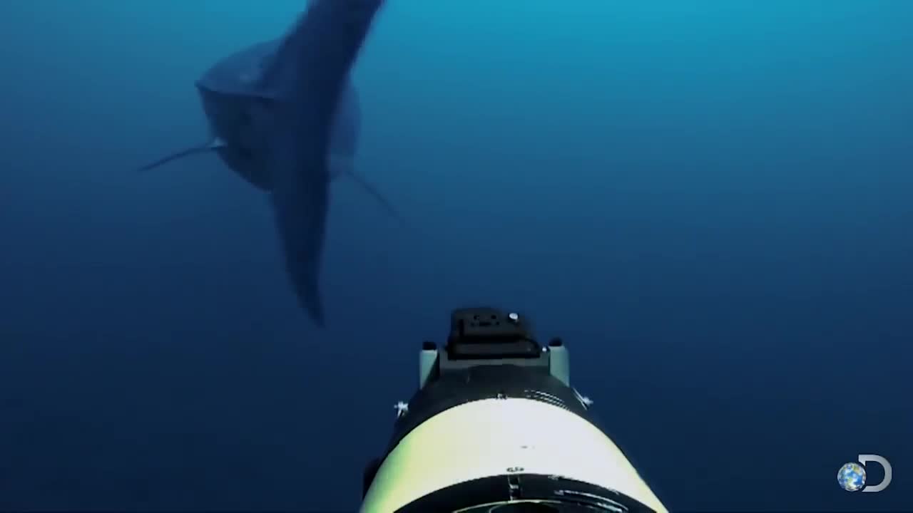 The Massive Great White Shark That Got Caught On Camera