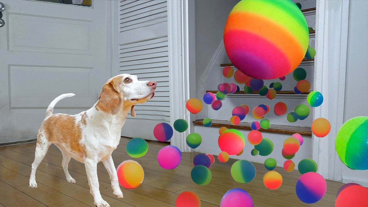 Dog amazed by technicolor waterfall of balls