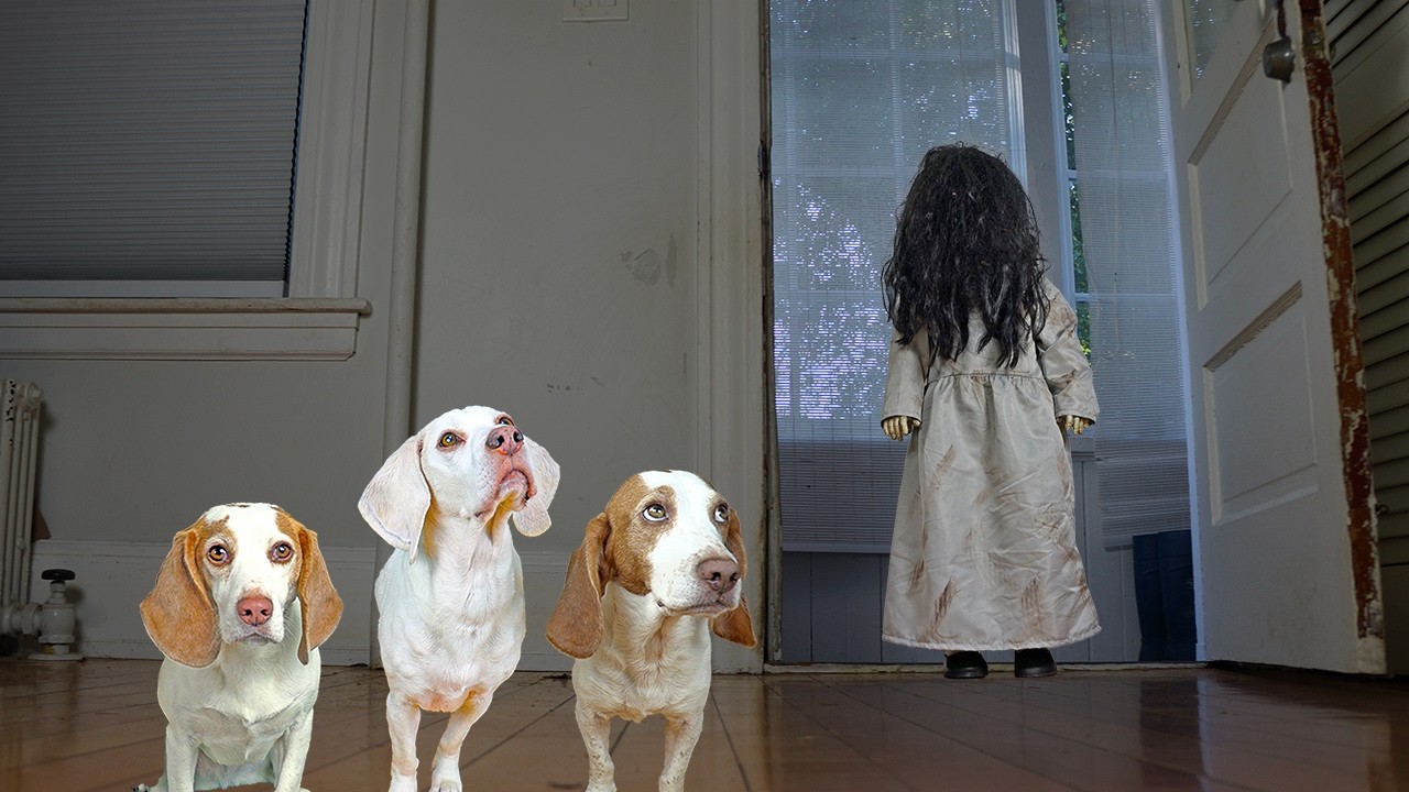 Dogs Defend Home From Halloween Mini Monsters