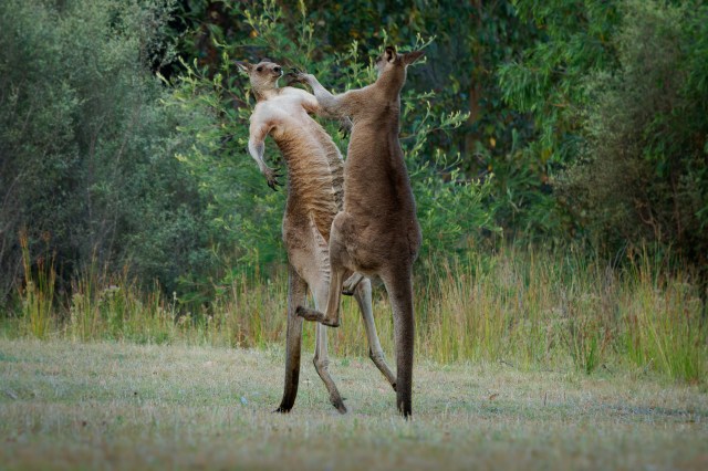 Officials issue warning after brutal kangaroo attack leaves man ...