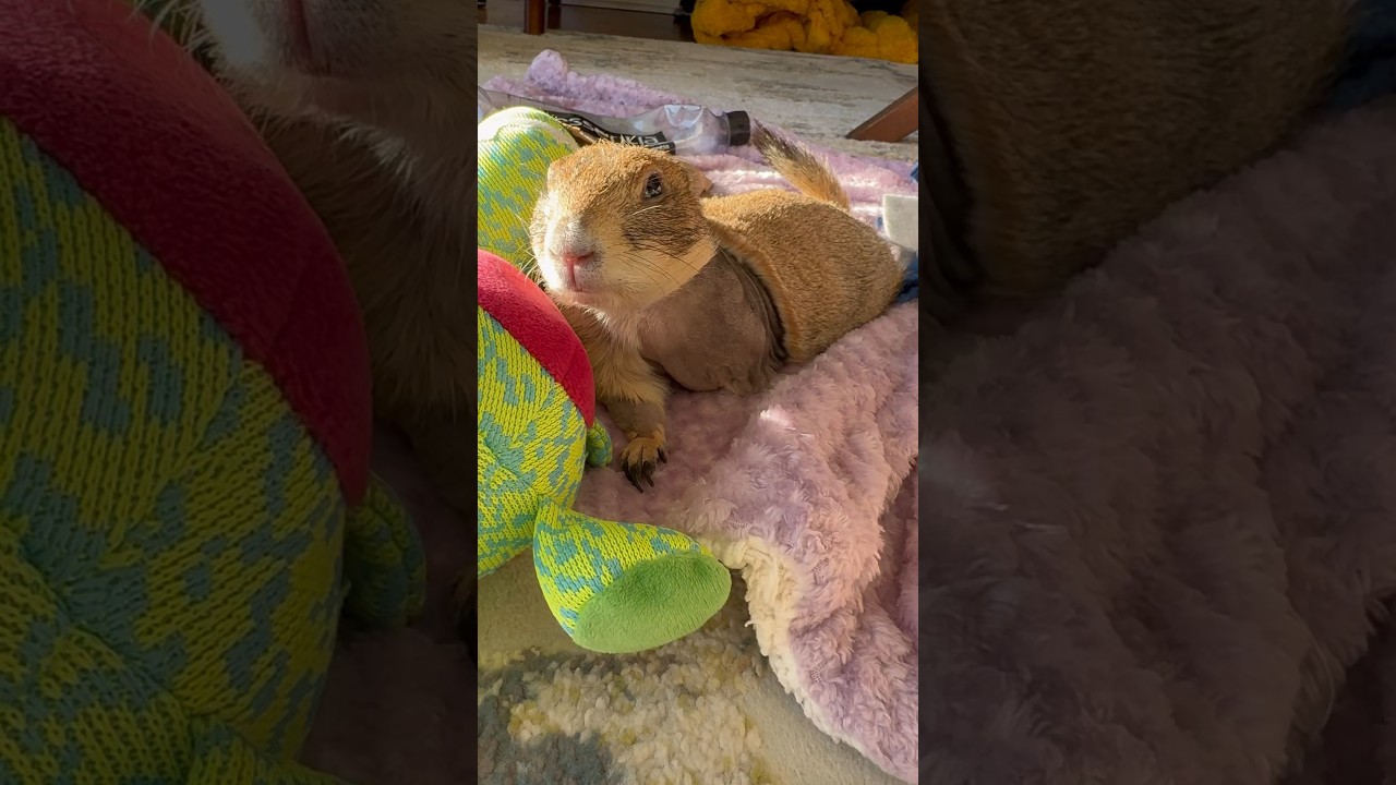 Prairie dog Paxton enjoys the sun and cheek scratches