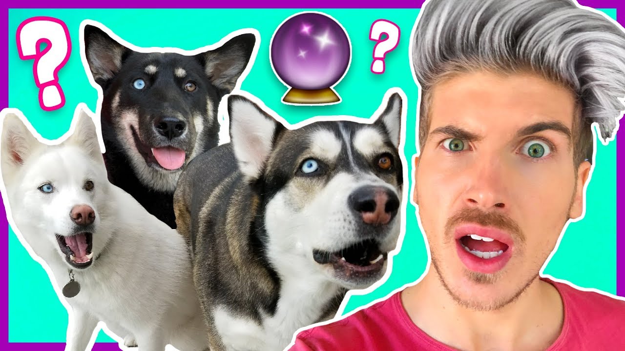 Puppies meet a pet psychic to learn what the future has in store
