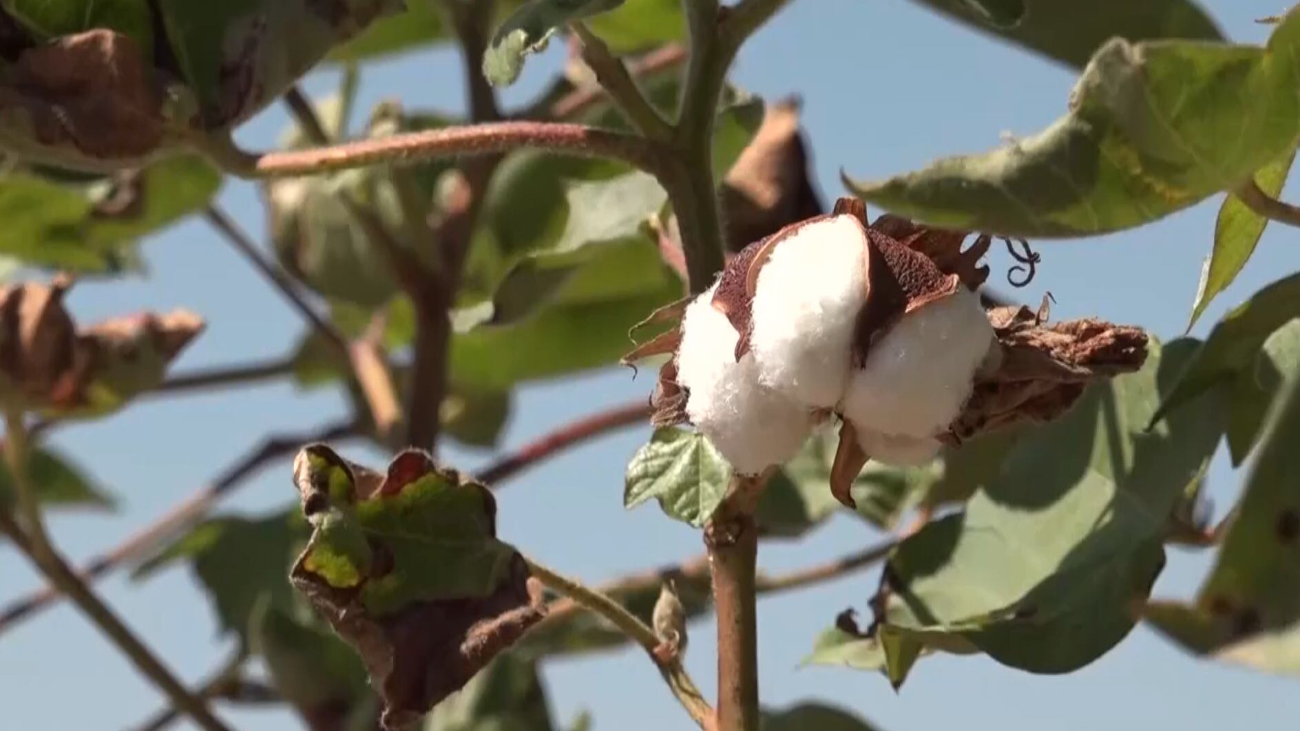 Cotton struggling to compete against polyester