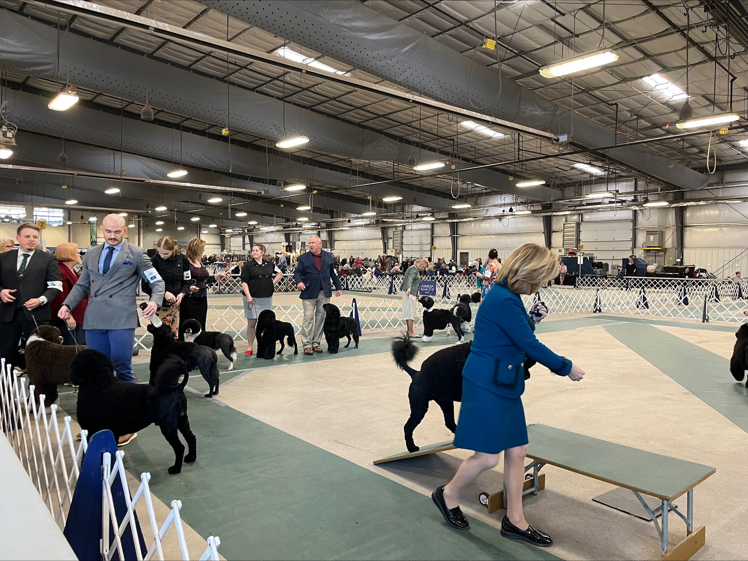 Annual Renaissance Cluster Dog Show hosts over 7,000 dogs