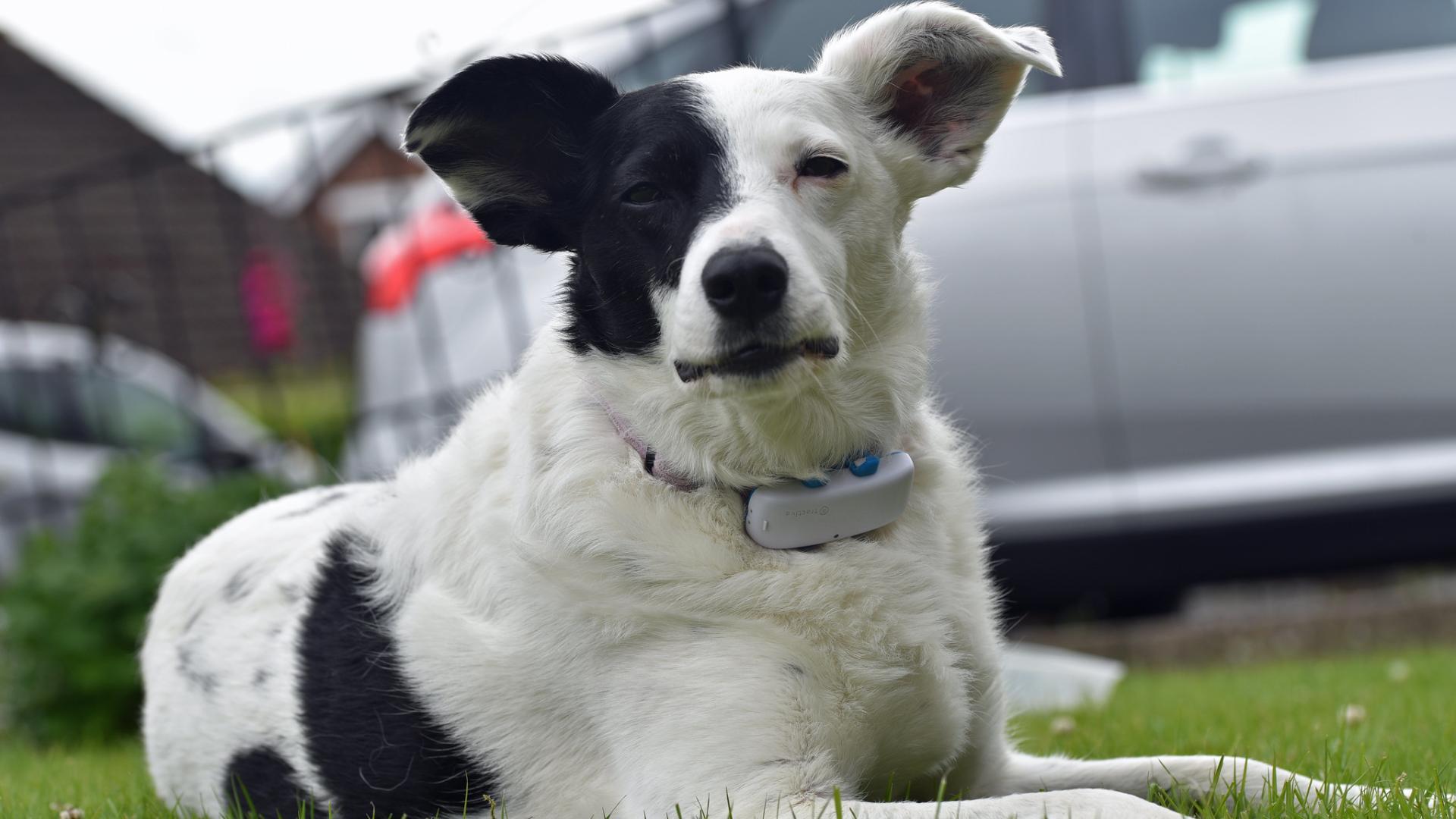 Tecnología 'wearable' para perros: así es el auge de los dispositivos ...