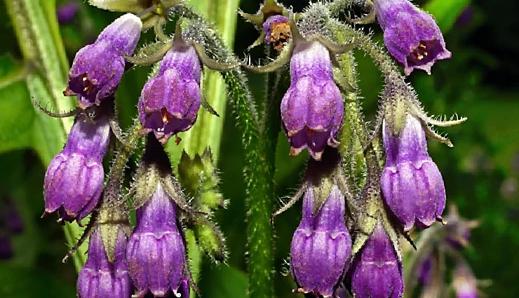 6 Least Known Health Benefits of Comfrey