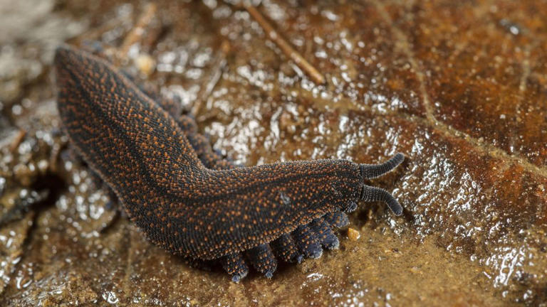 New Zealand’s bug of the year is an ancient worm that spits poison goo