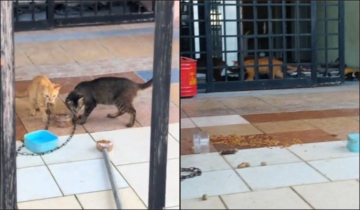 Animal Lovers Up In Arms Over Chained Cats, Triggers Debate Whether It ...