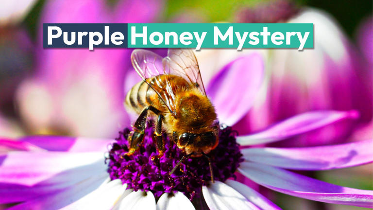 This U.S. State Is The Only Place In The World Where Bees Make Purple Honey