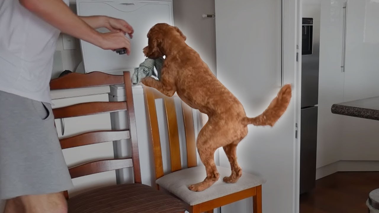 Teaching My Dog to Do the Laundry: Clever Pet Tricks