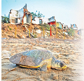Protection measures intensified as Odisha records 261 Olive Ridley ...