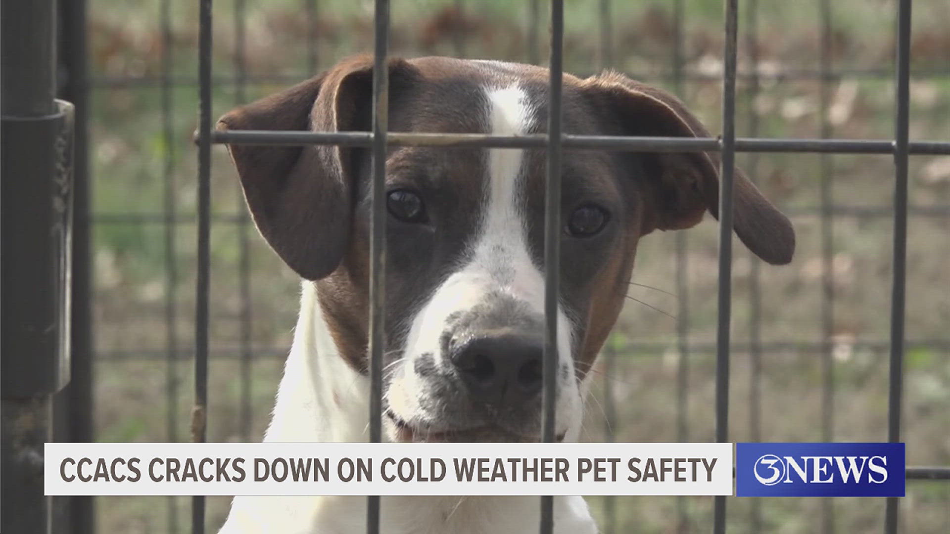 CCACS cracks down on cold weather pet safety
