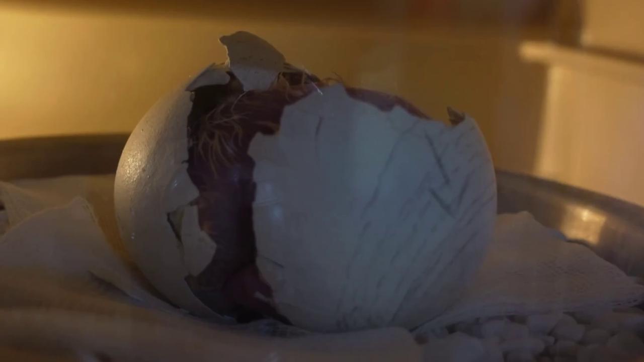 Critically endangered Philippine Eagle chick breaks out of egg in 'groundbreaking' unassisted ...