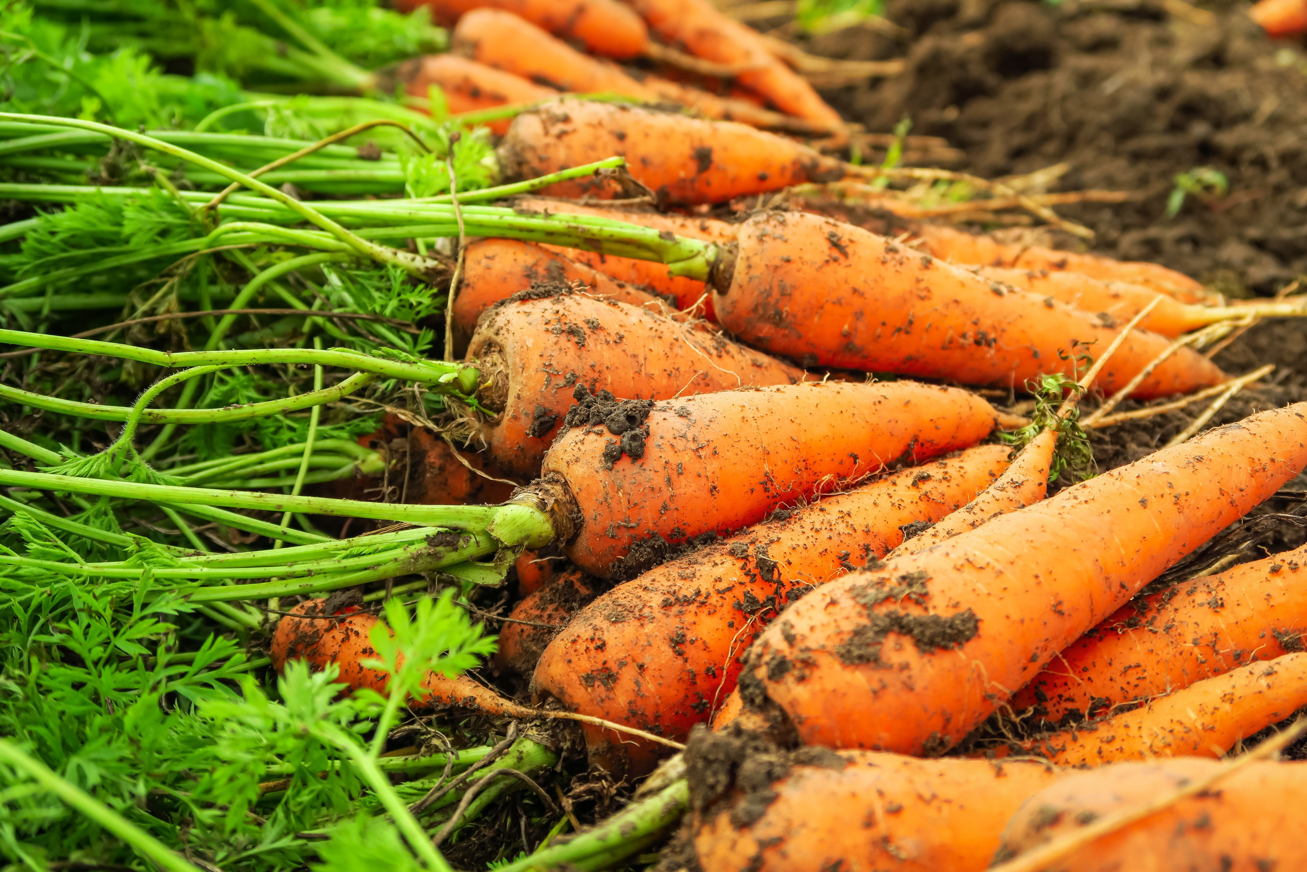 Best winter vegetables to grow at home