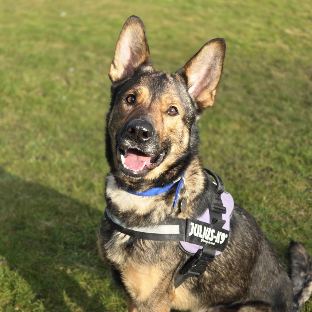 Meet 10 of the adorable animals in search of their forever home that ...