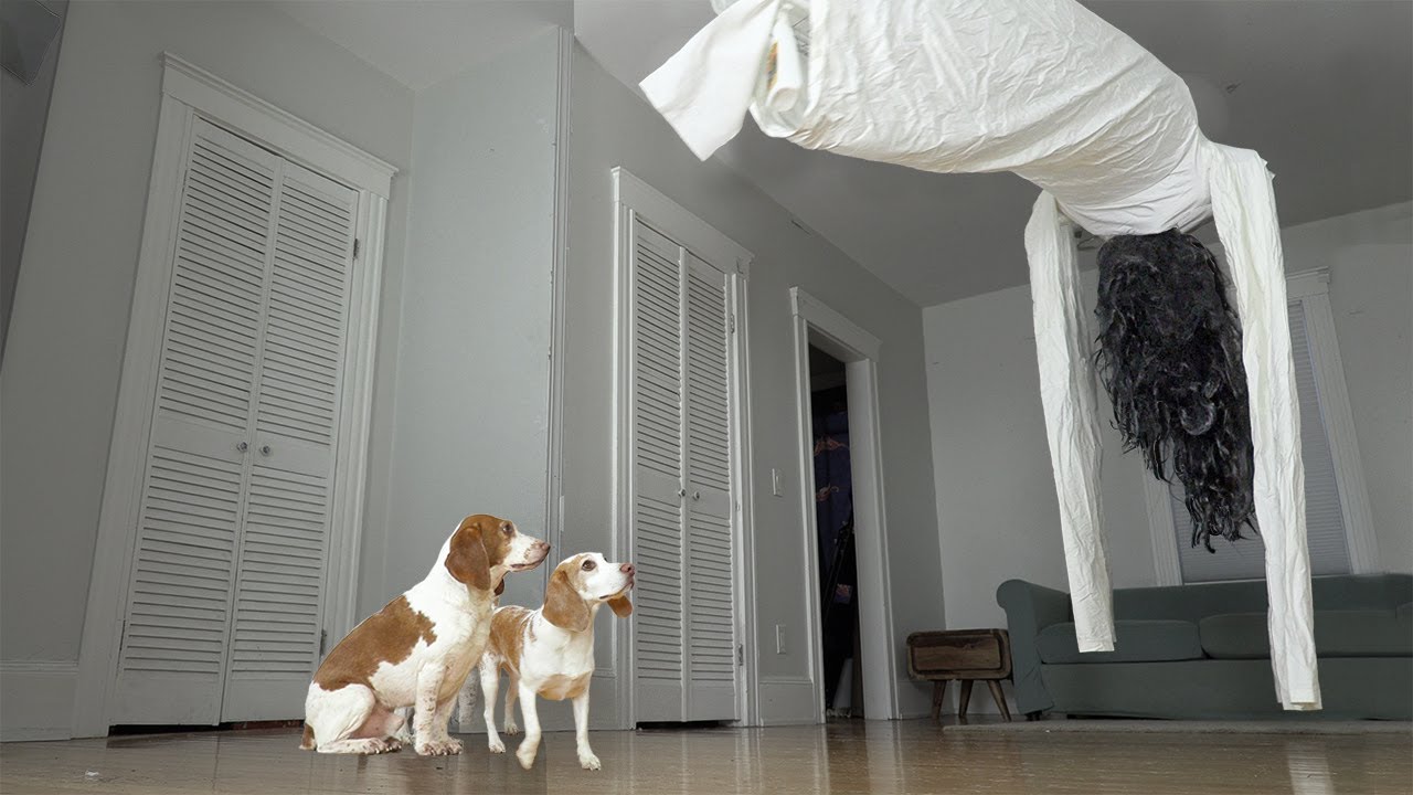 Adorable Dogs React to Giant Ghost Hanging from Ceiling