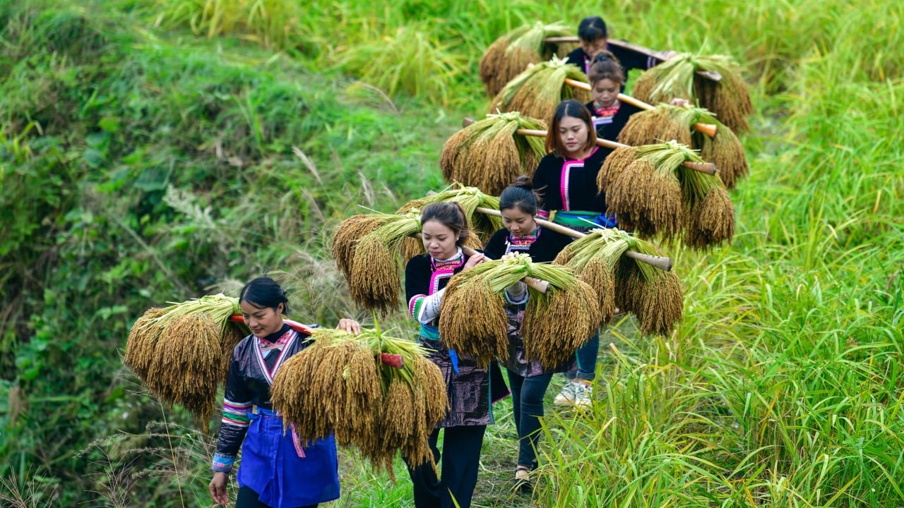 Chinese team develops strain of rice that may help cut the risk of ...