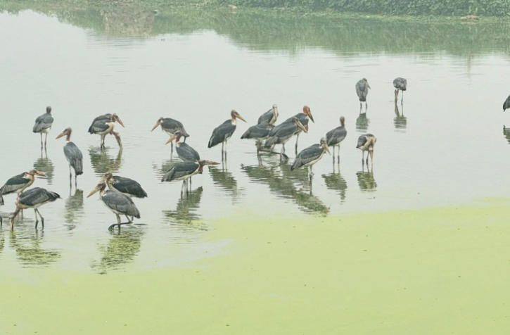 Who is Purnima Devi Barman, the conservationist from Assam on Time's 2025 Women of the Year list?