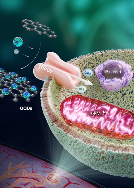 서울대 X 그래핀스퀘어케미칼 그래핀 양자점 활용 새로운 신장 섬유화 치료 가능성 제시