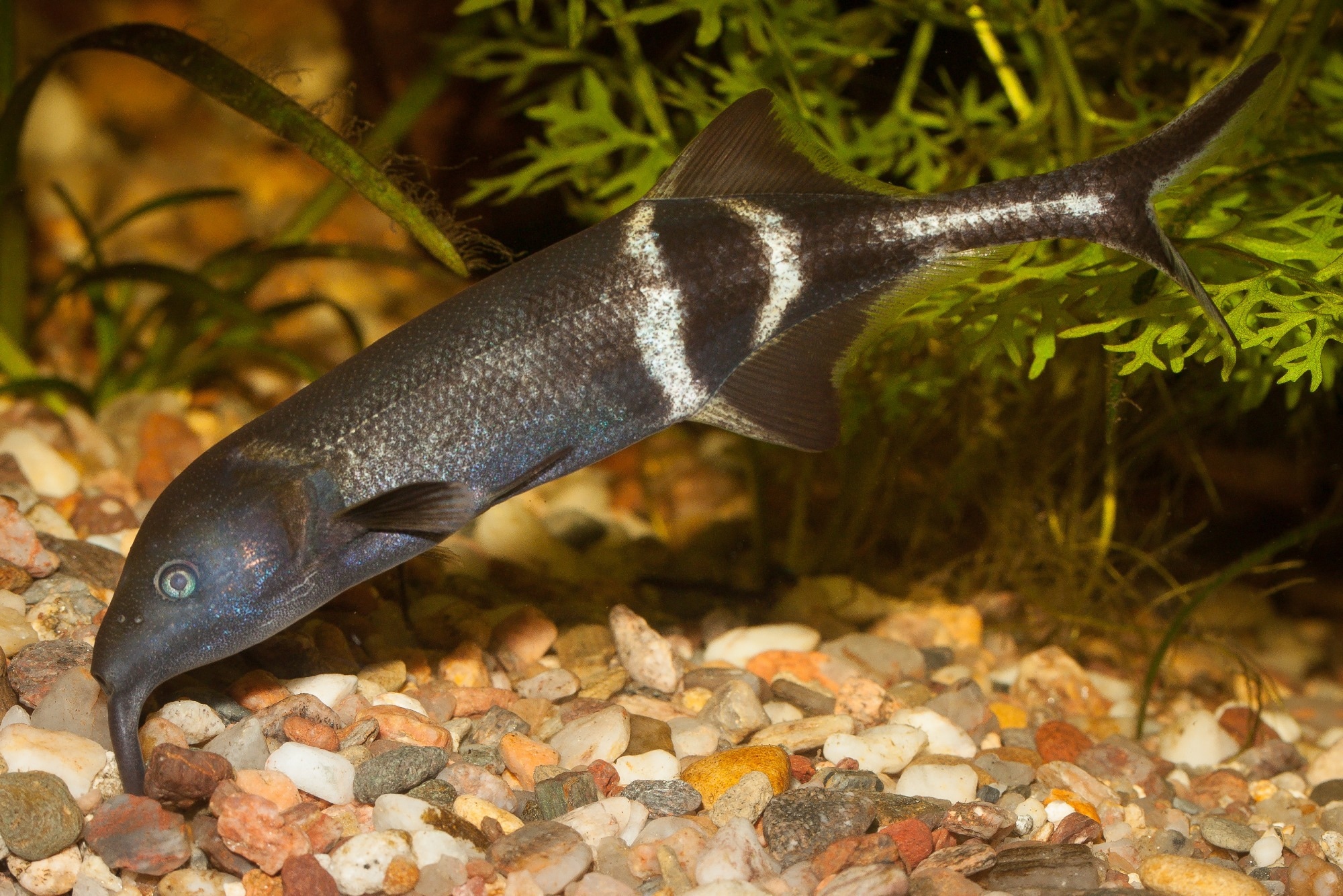 Electric Fish Inspire Smarter Robotics with Collective Sensing