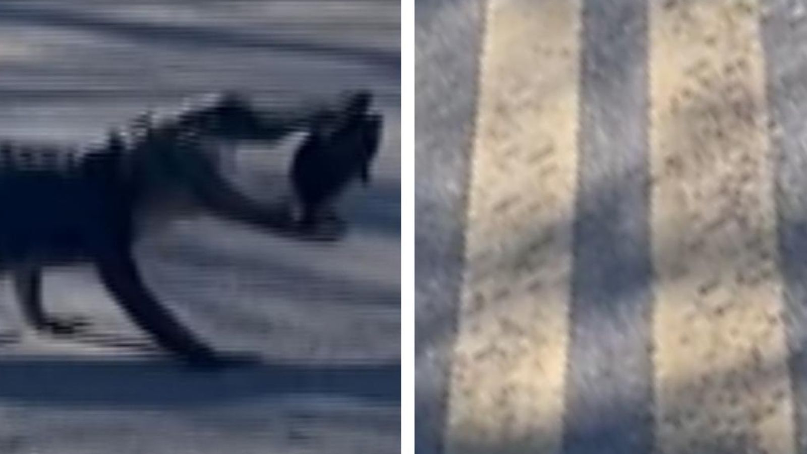 Why did the alligator cross the road?