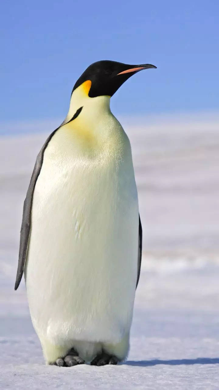 8 unique Penguin species from around the world