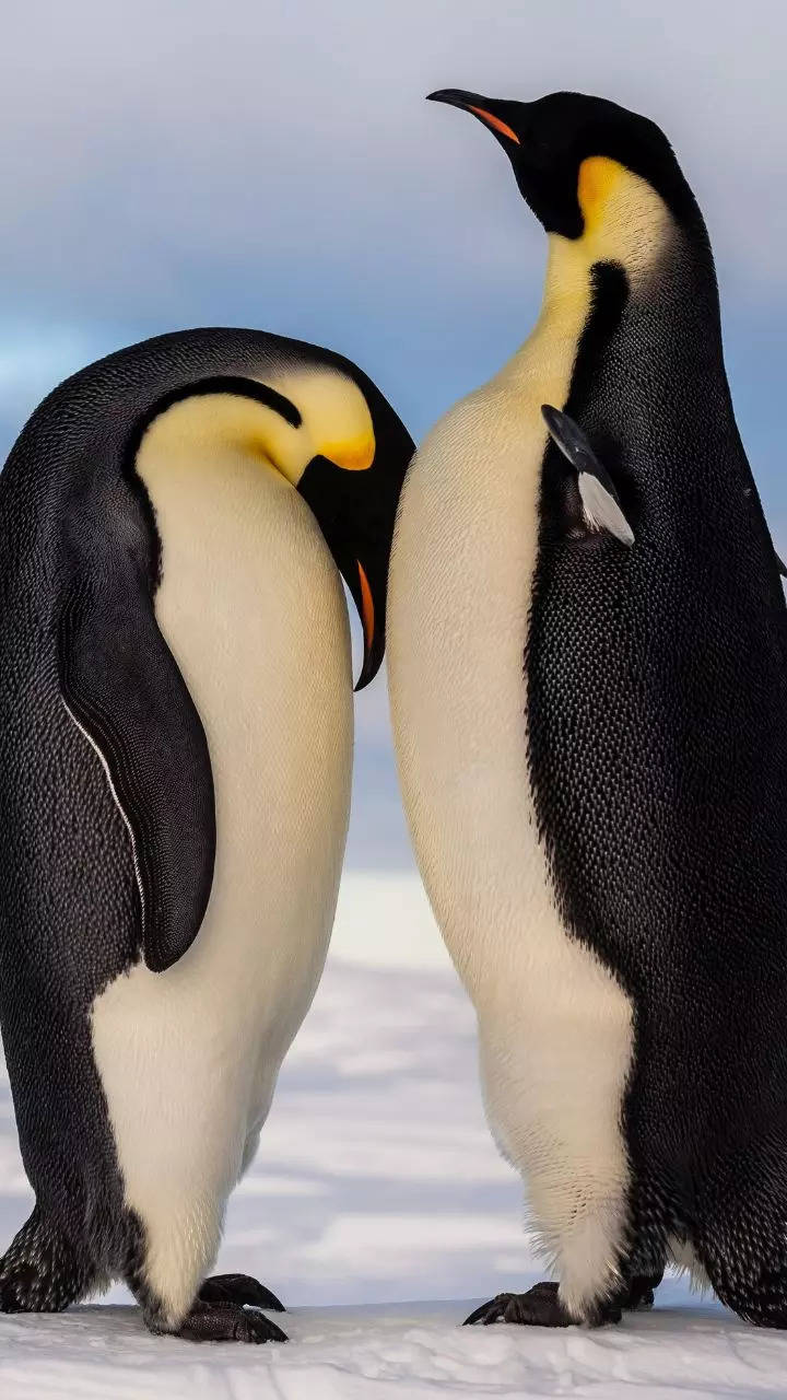 8 unique Penguin species from around the world