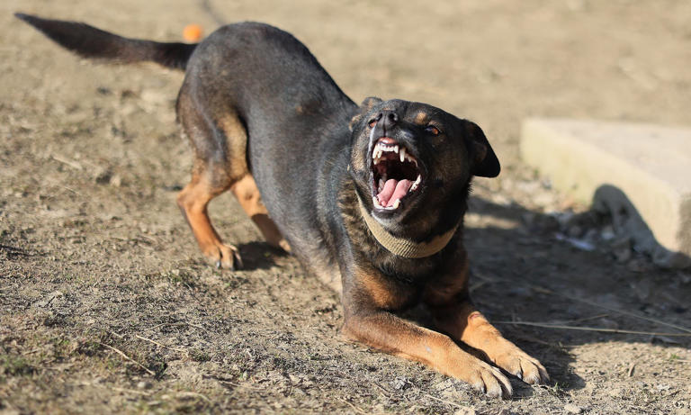 Young man fighting for his life after being mauled by a dog