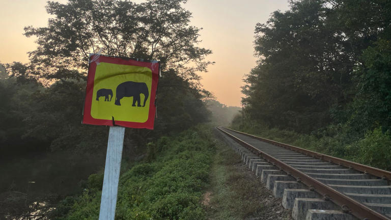 Six elephants killed in train collision in Sri Lanka