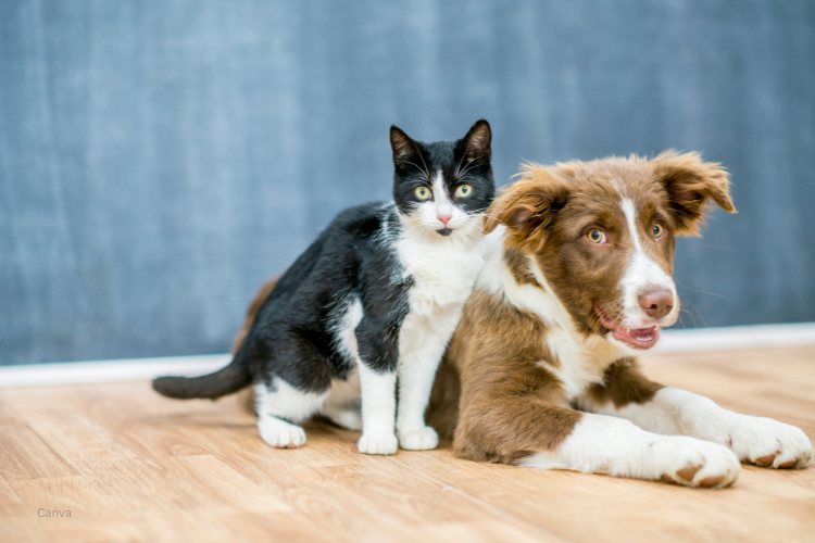 The Biggest Myths About Pet Behavior That People Still Believe