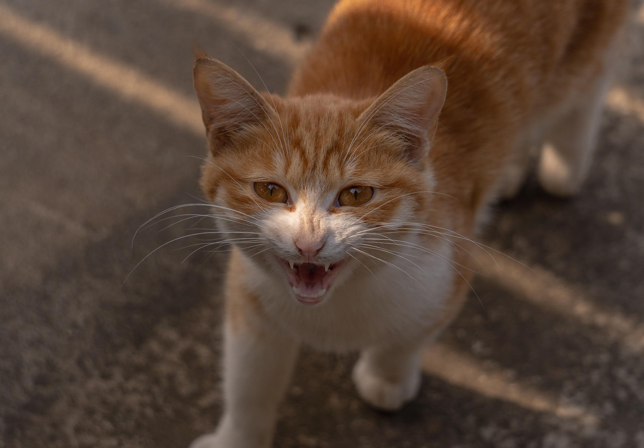 The Hidden World of Feral Cats in Urban Areas The Hidden World of Feral Cats in Urban Areas