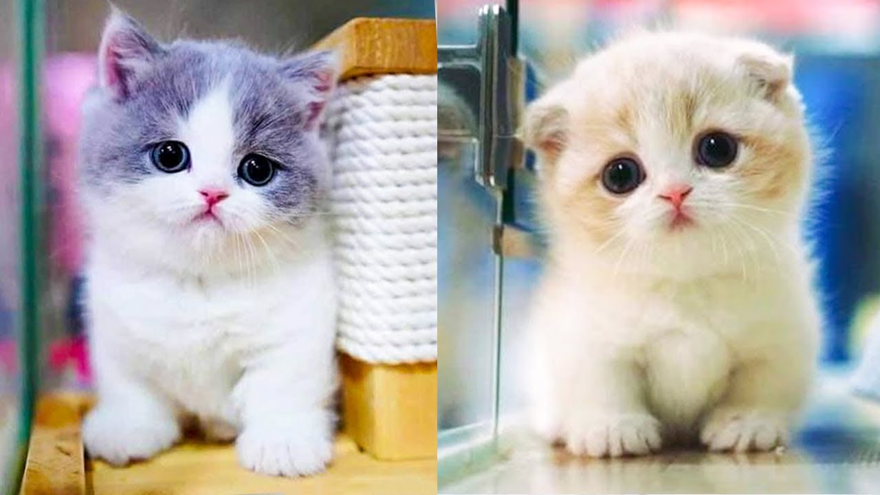 Funny Cat Moments: Hilarious Feline Antics You Can't Miss