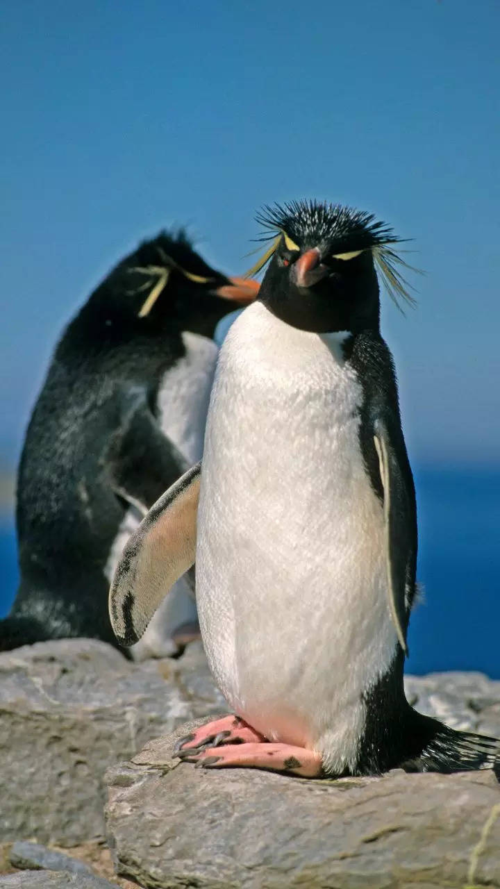 8 unique Penguin species from around the world