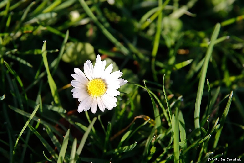 Eerste officiële lentedag van 2025 in De Bilt met 15 graden