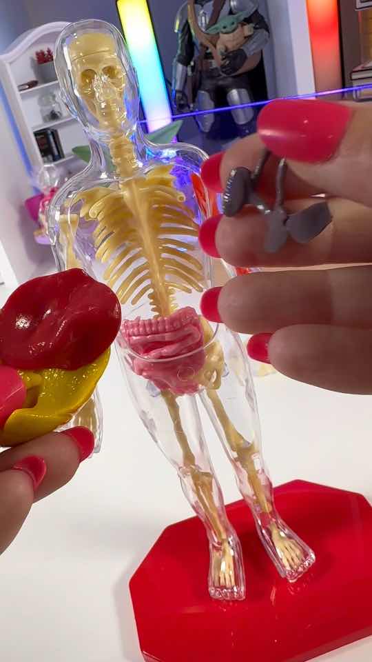 I think he needs a name 🤔- Human Model Squishy Anatomy #science #asmr # ...