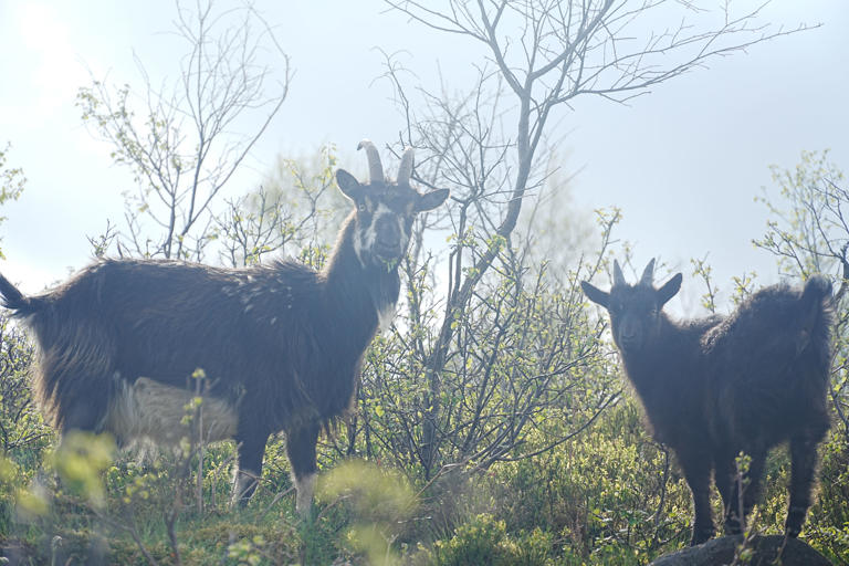 Fight for wild goat protection continues as campaigners call for closed ...