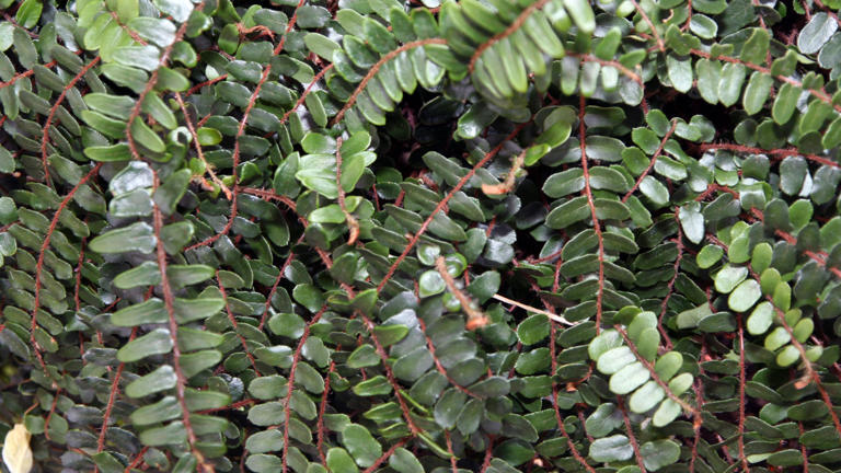 5 Tiny Plants to Grow to Liven Up Your Living Space